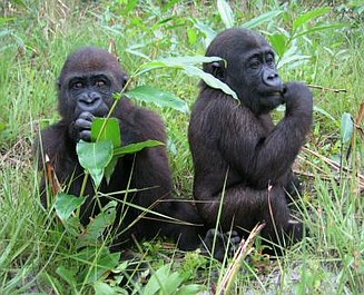 Goryle - film dokumentalny