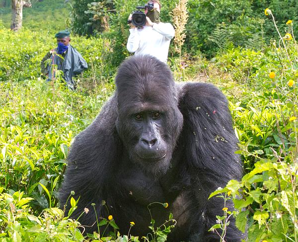 Goryle i ja (2) - film dokumentalny